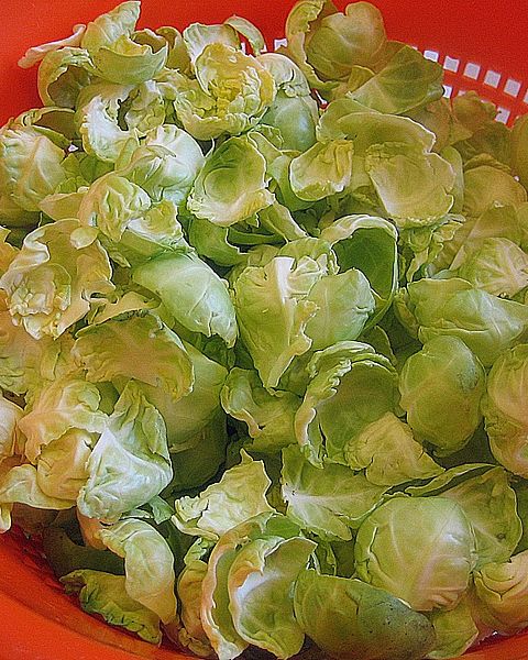 Blattkohl Rezepte | Chefkoch